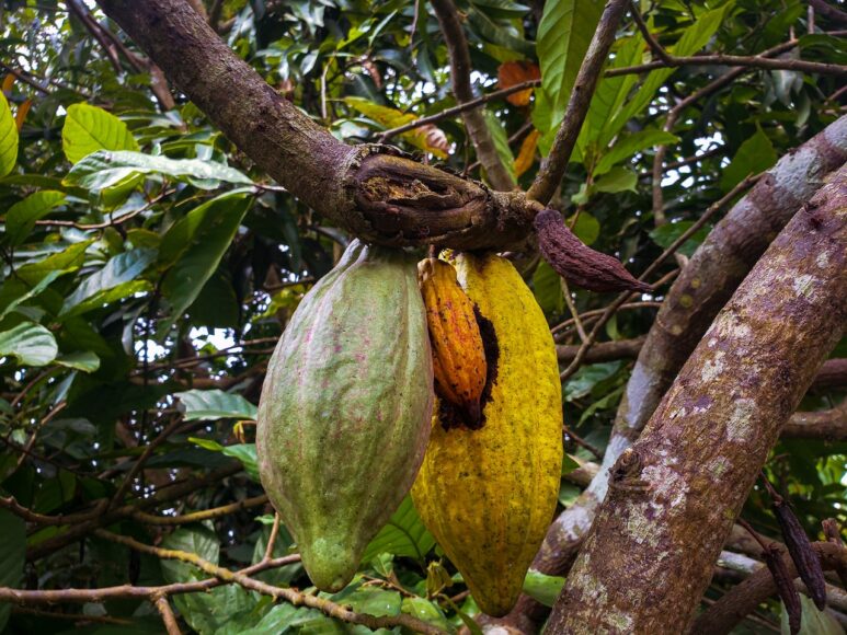 Introducing the Better Way Bar: Our Journey to Ethical Cacao Farming